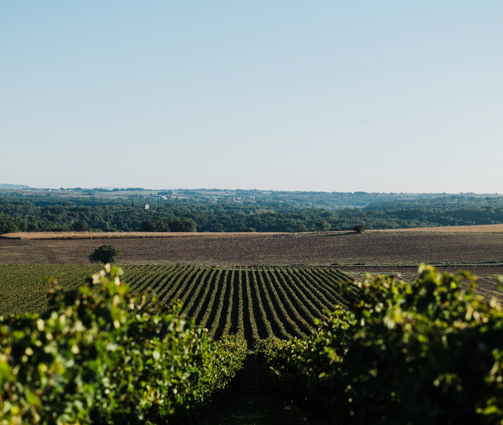 Vigne du Castellan - Château de Lacroux | Vin Rouge Gaillac AOP